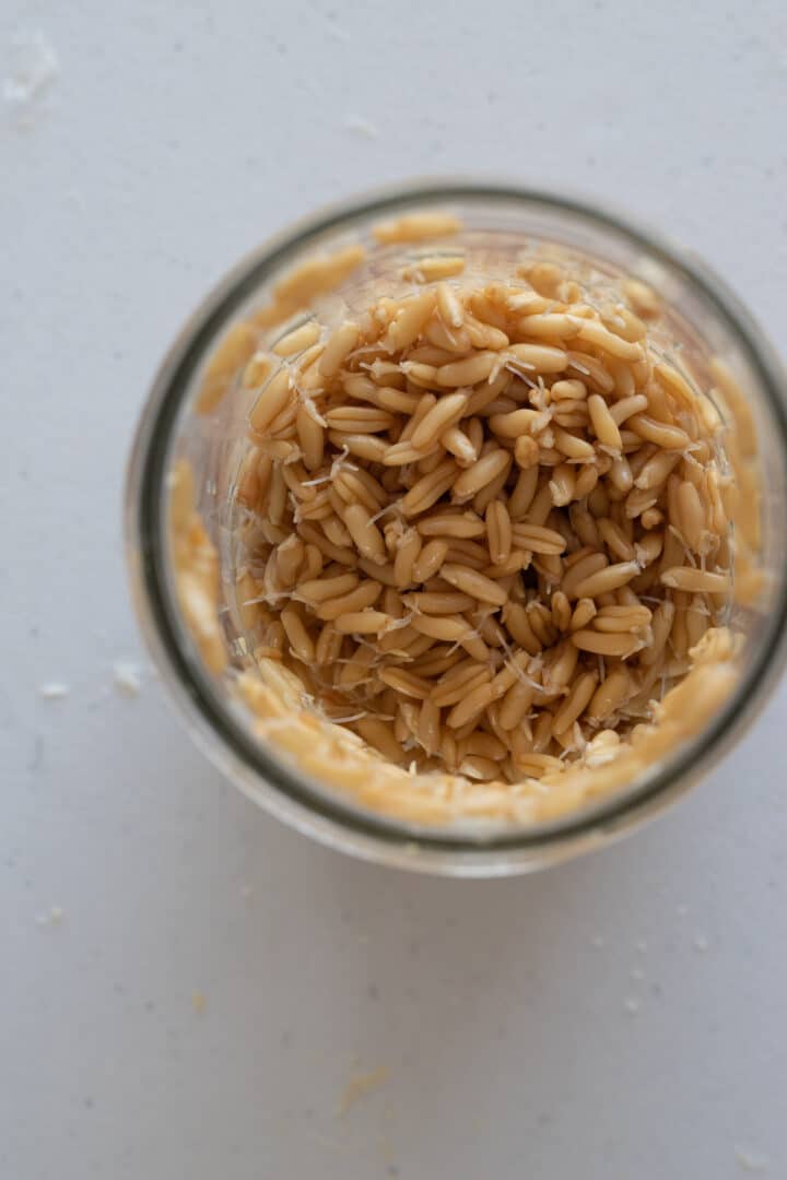 Sprouting Kamut {How-To Guide} - A Red Spatula
