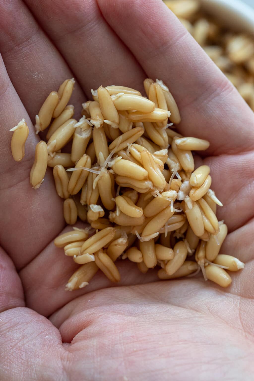 Sprouting Kamut {How-To Guide} - A Red Spatula