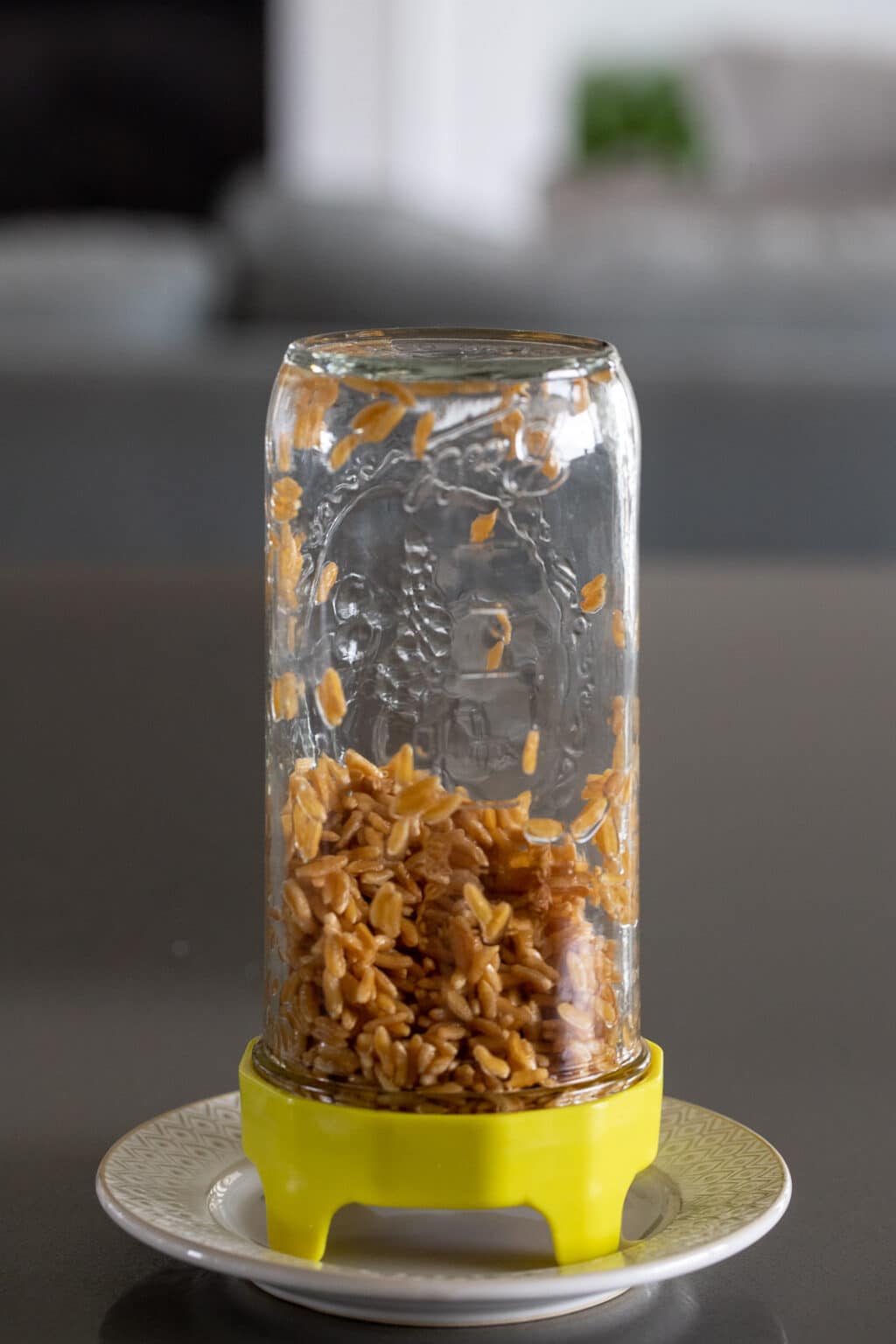 Sprouting Kamut {How-To Guide} - A Red Spatula