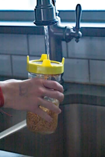 Sprouting Kamut {How-To Guide} - A Red Spatula