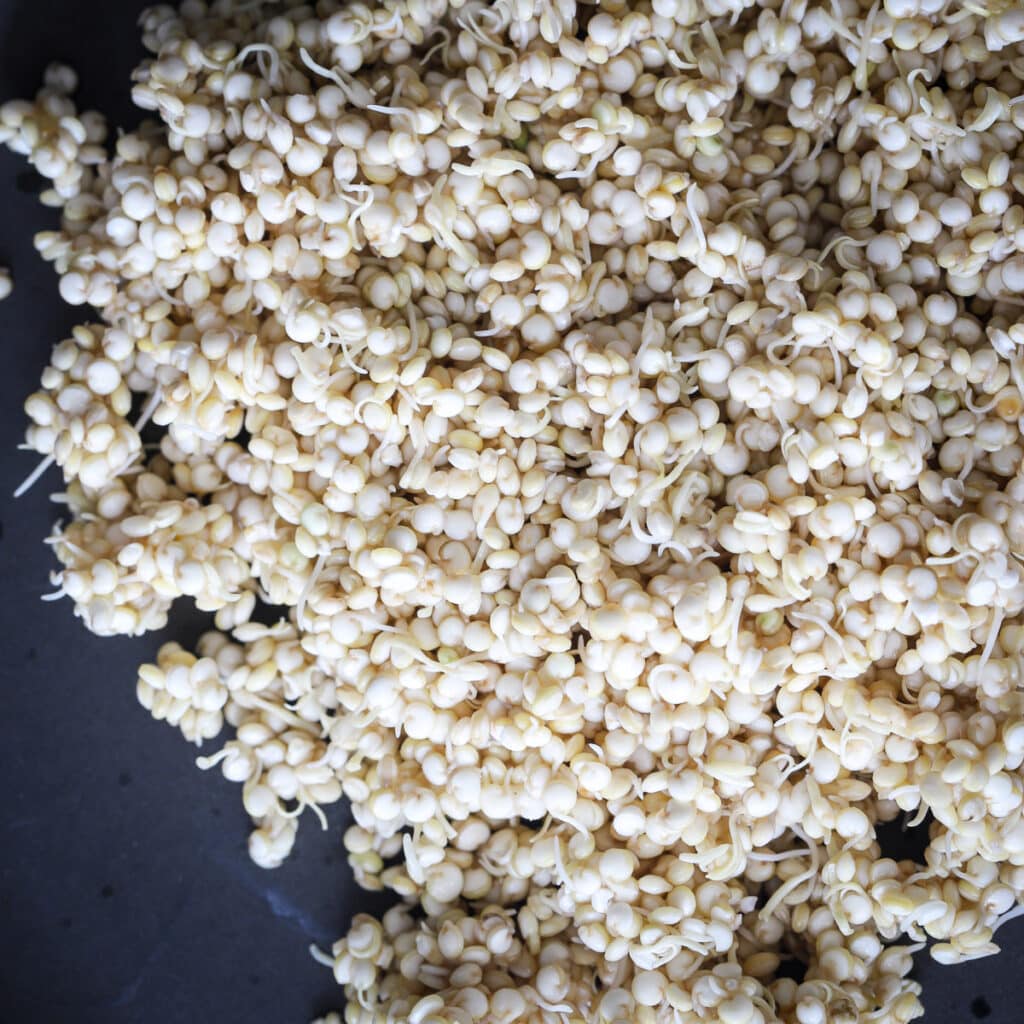 How To Sprout Quinoa - A Red Spatula