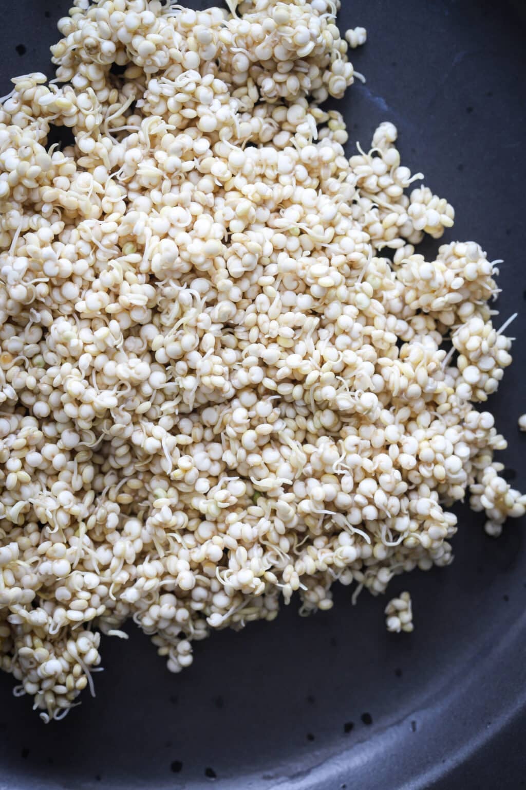 How To Sprout Quinoa - A Red Spatula