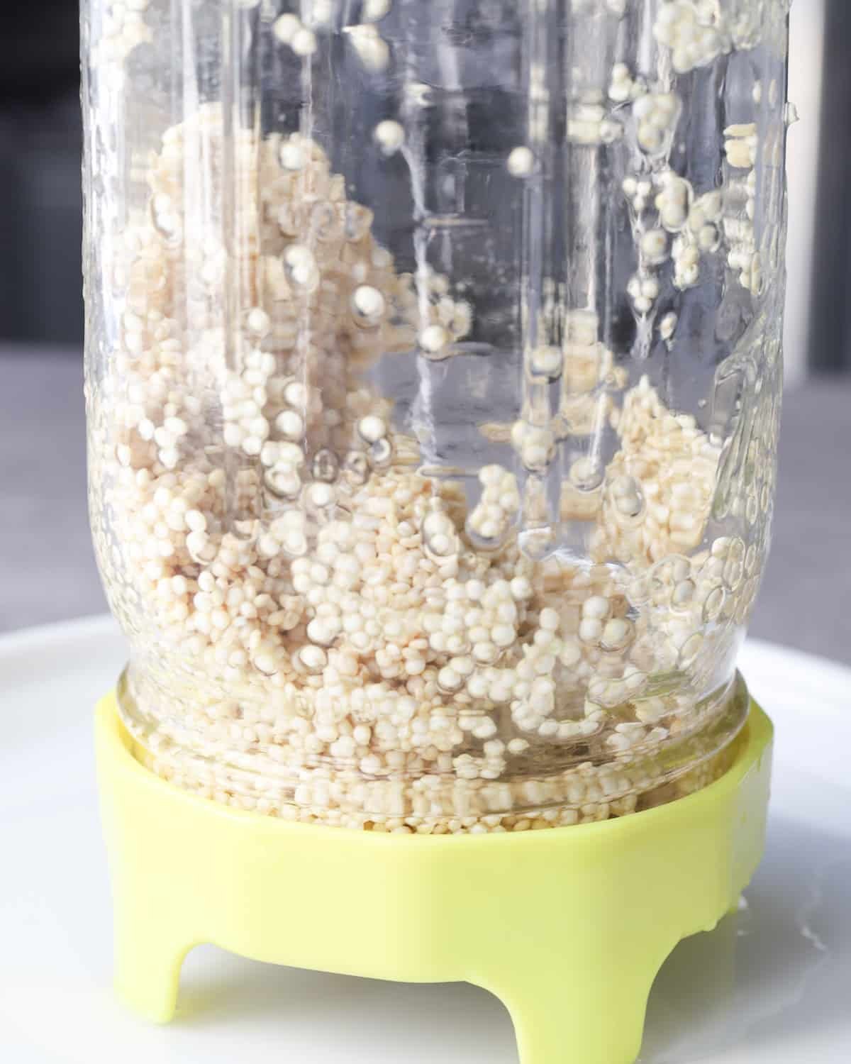 How To Sprout Quinoa - A Red Spatula